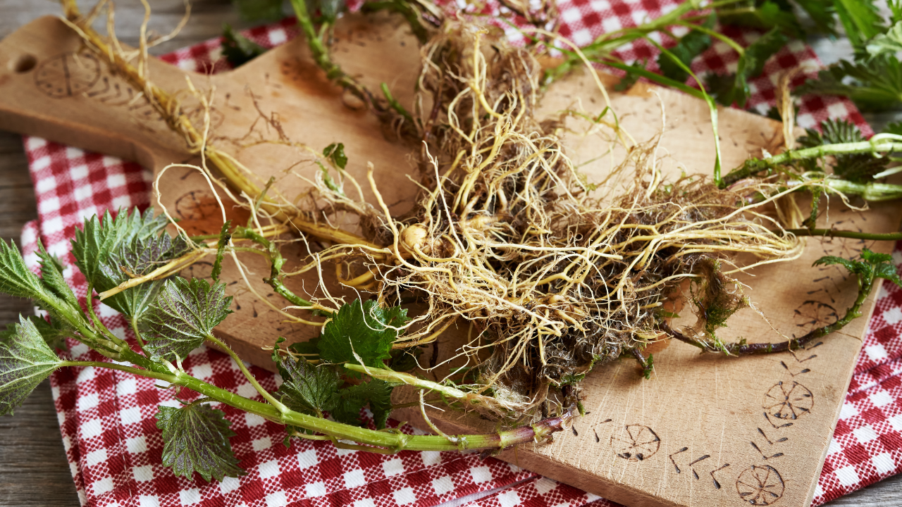 Stinging Nettle Root vs. Leaf: Which Offers Better Health Benefits ...