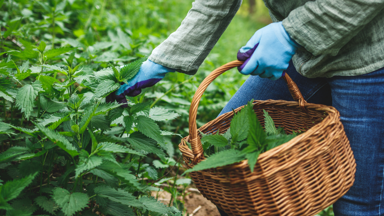 Stinging Nettle Root: Sustainable Harvesting and Ethical Use – Real Herbs