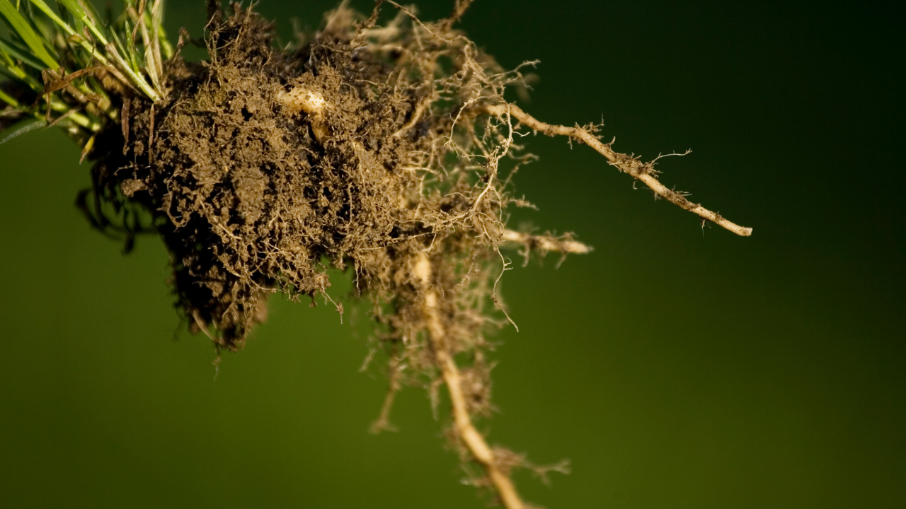 How Deep Are Stinging Nettle Roots? – Real Herbs