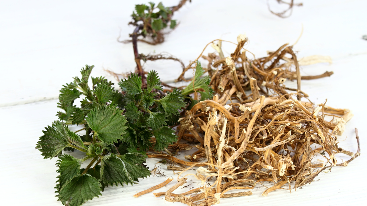 Is Stinging Nettle Root Better Than Leaf? – Real Herbs