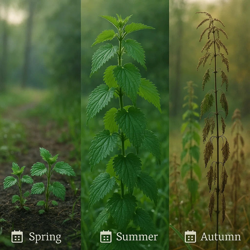 When Is Stinging Nettle in Season? – Real Herbs