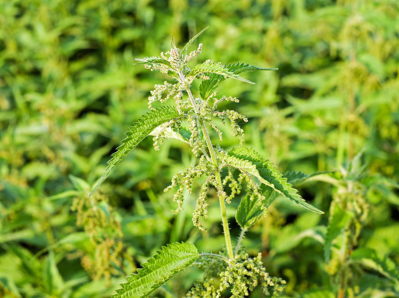 Stinging Nettle Root: The Best Antioxidant In The World – Real Herbs